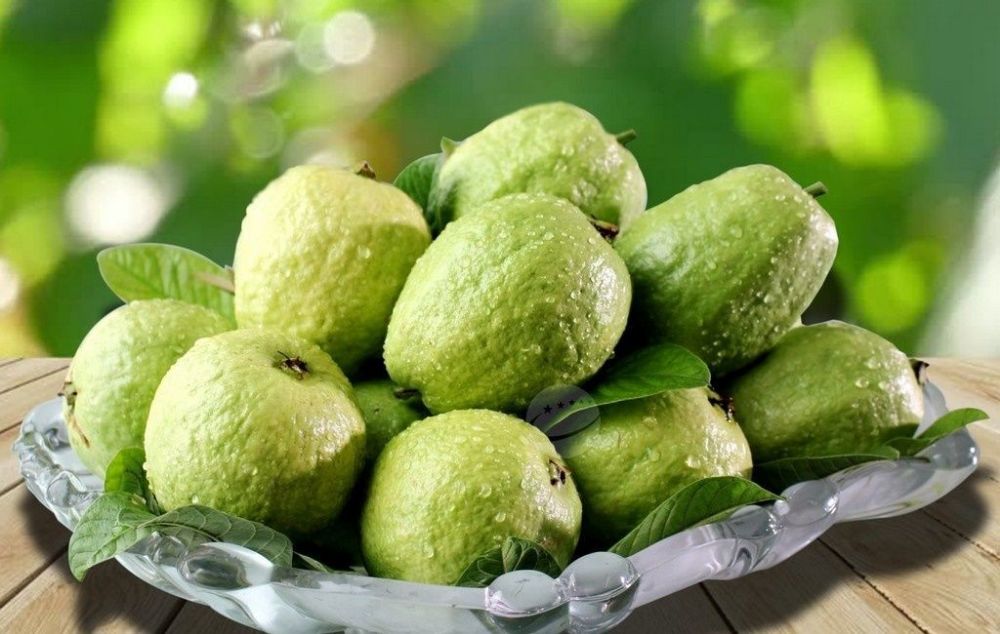 Frozen Guava - Novella